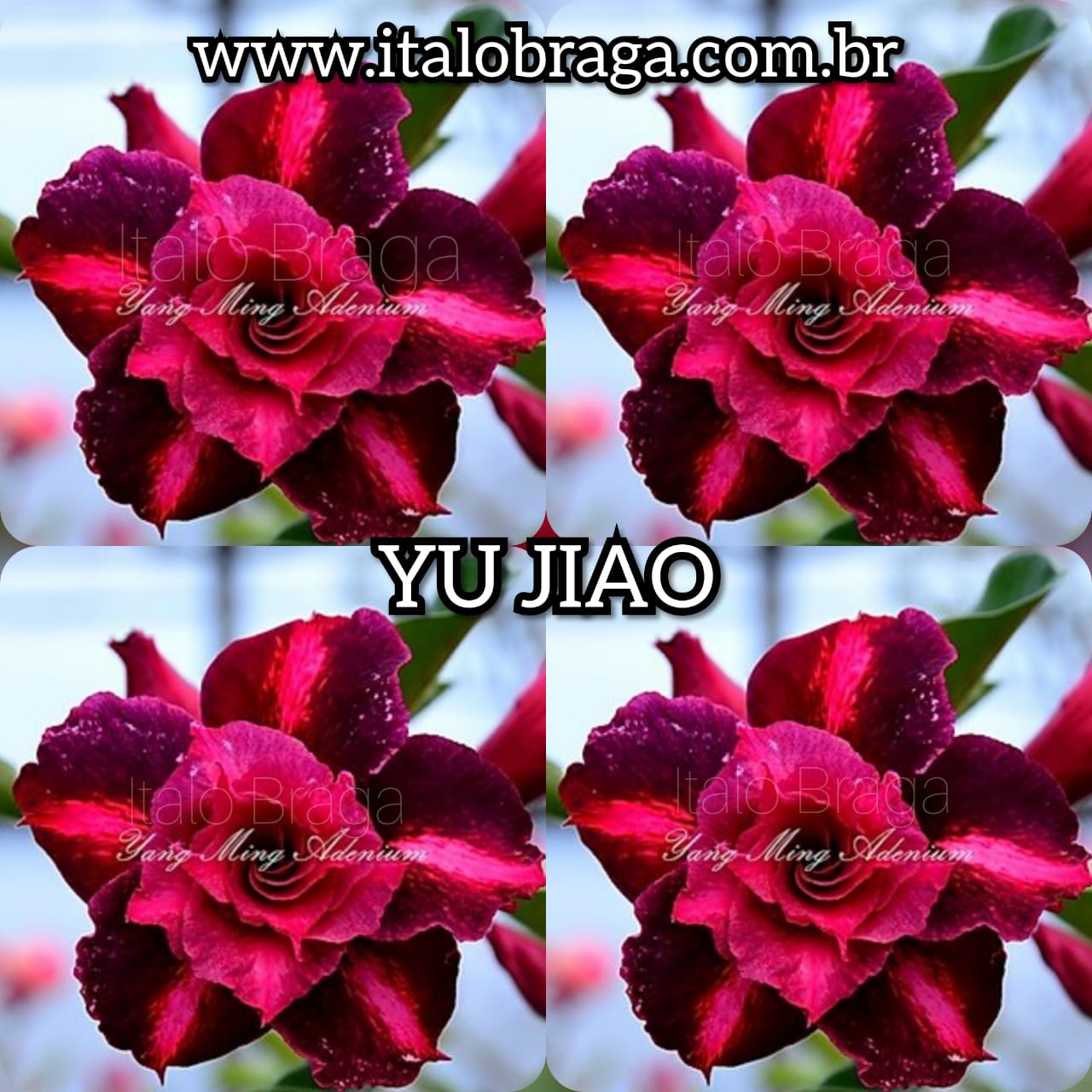 01 Rosa Do Deserto Enxerto Dobrada Importada YU JIAO - Ítalo Braga ...