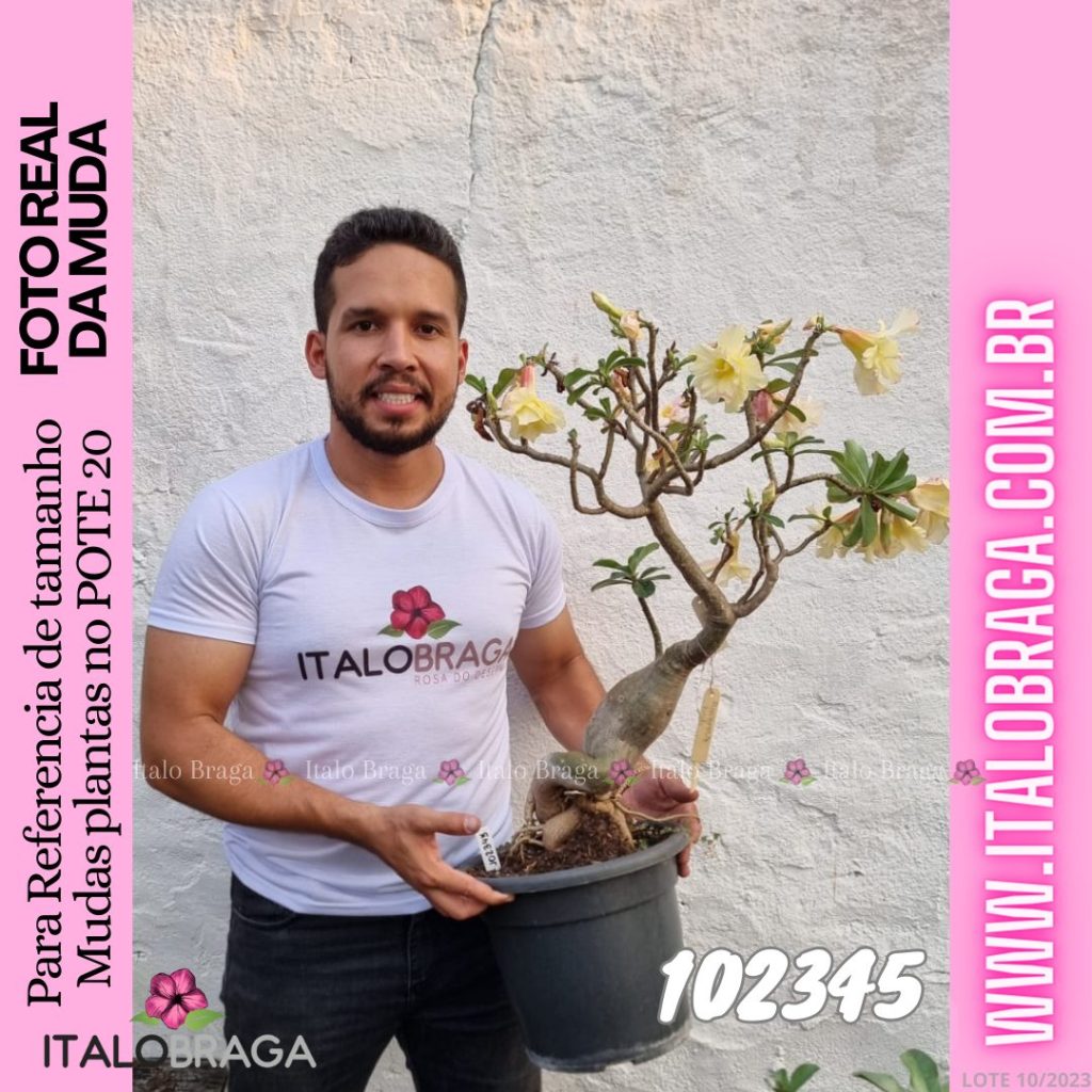 01 Rosa Do Deserto Matriz Adulta 5 Anos 102345 - Ítalo Braga - Rosas do ...